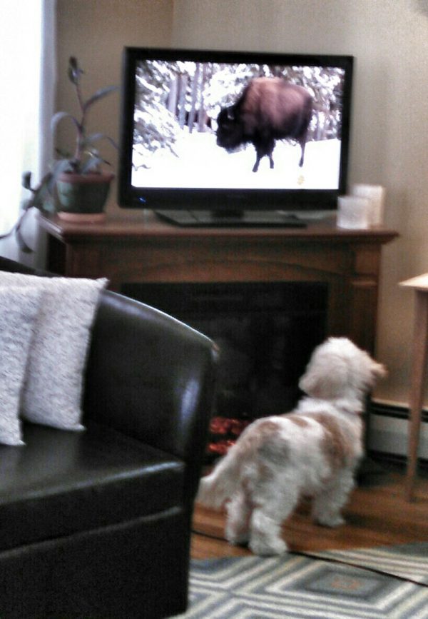 coco buffalo - Saws on Skates